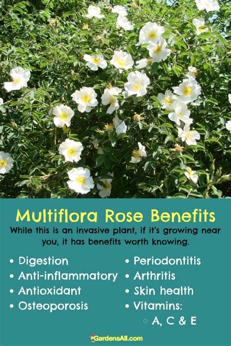 Discovering The Multiflora Rose Medicinal Uses And Benefits Gardensall