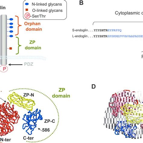 Structural Representation Of Endoglin A Endoglin Is A Type I Membrane