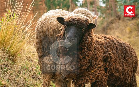 La Tinya El Instrumento Que Será El Protagonista En Las Próximas Fiestas De Santiago En