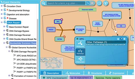Using The Reactome Database Pmc