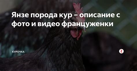Янзе порода кур – описание с фото и видео француженки | Курочка | Дзен
