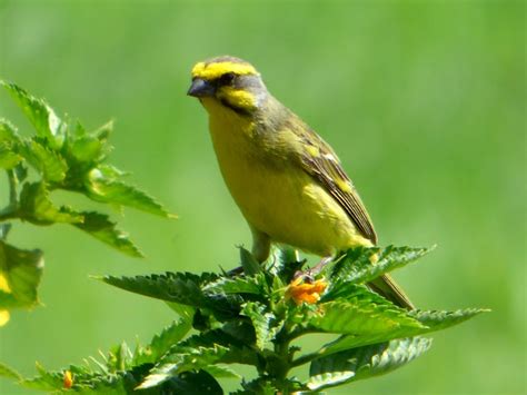 Geotrippers California Birds Yellow Fronted Canary On The Big Island