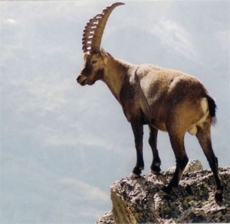 پیارا پاکستان Islamabad