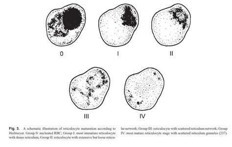 Reticulocyte Postscript • The Blood Project