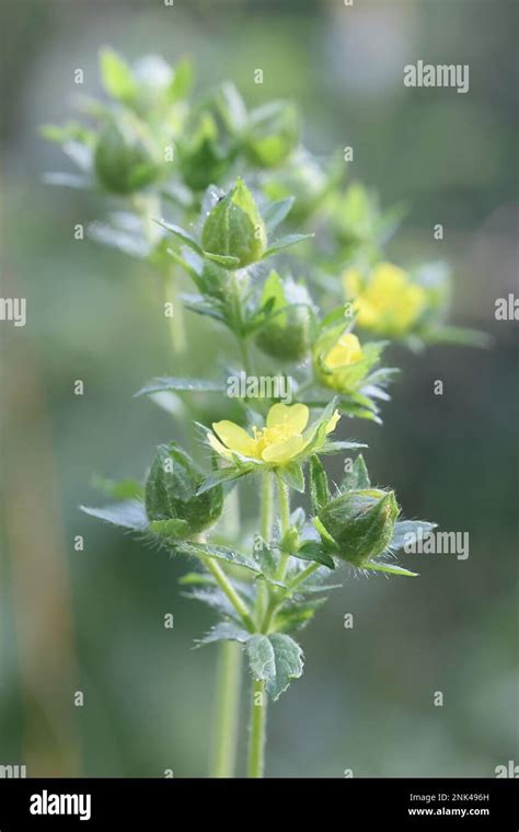 Norwegian Cinquefoil Potentilla Norvegica Also Known As Rough Cinquefoil Or Ternate Leaved