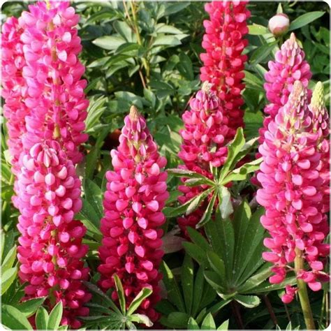 Lupin Lupine Gallery Pink X 3 Jumbo Plug Plants Garden Ready Perennial