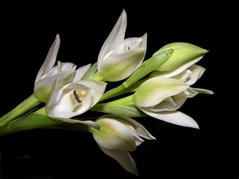 Chloraea Chloraea Membranacea Lindl