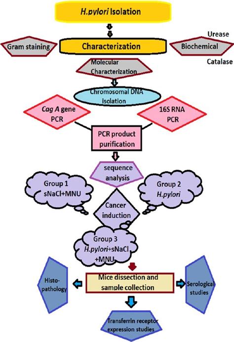 Flowchart Of The Methodology To Develop The Gastric Cancer Mouse Model