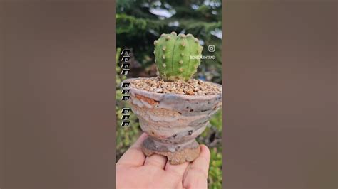 선인장대호환석부작바위솔석곡다육야생화☎️01045766323 Youtube