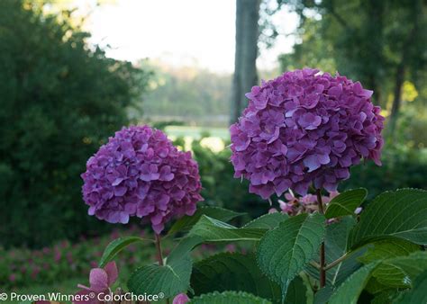 Lets Dance® Rave® Hydrangea Plant Addicts