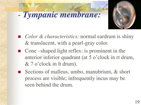 Ppt Ear Your Sensory Organ For Hearing And Equilibrium Powerpoint