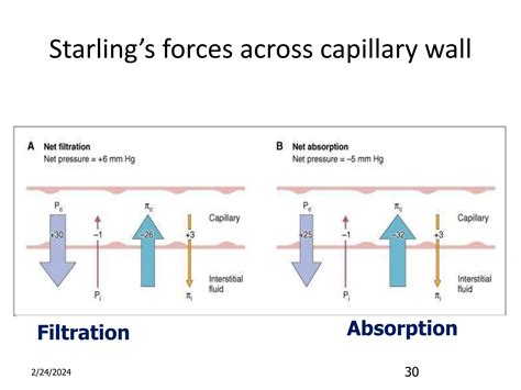 Microcirculation Overview Cardiovascular System Ppt