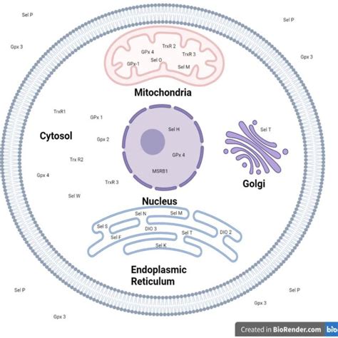 Cellular Localisation Of Selenoproteins In A Typical Mononuclear Download Scientific Diagram