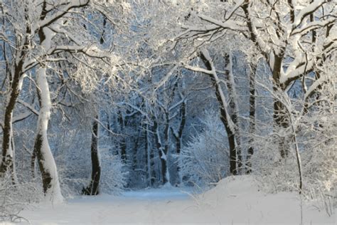 Do Raccoons Hibernate Winter Behavior