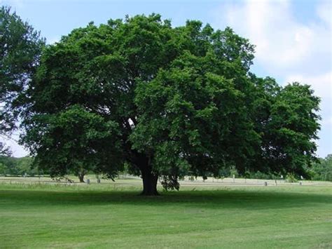 Massachusetts Trees For Sale The Tree Center™
