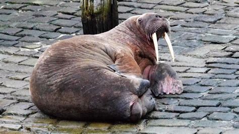 Walross Thor Entspannt Sich Erneut An Englischer Küste Gmxat