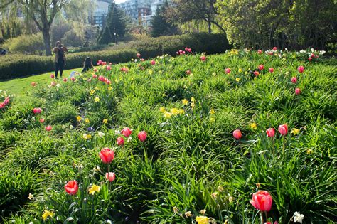Events In Toronto Toronto Music Garden Is The Serene Bach Inspired