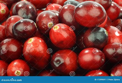 Background Of Cranberries Stock Image Image Of Freshness 17399691