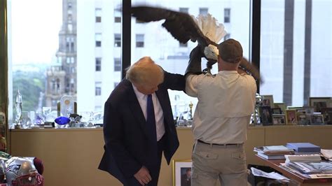Watch Donald Trump Get Attacked By A Bald Eagle Named Uncle Sam Art Sheep