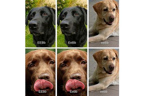 Labrador Colors Genetics Determining Coats Like Yellow Black And Silver