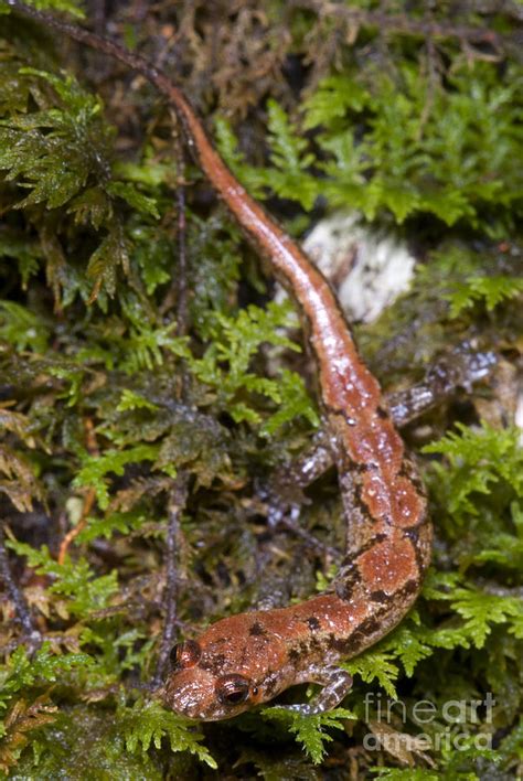 Ocoee Salamander Photograph By Dante Fenolio Fine Art America