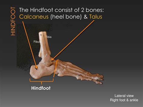 Ppt Anatomy Review Powerpoint Presentation Free Download Id 715944