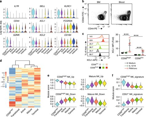 Identification Of “cd56bright Nk” Cluster And A Potential Transitional Download Scientific