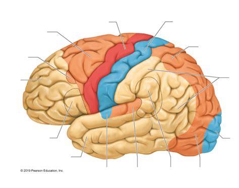 Regions Of Cerebral Cortex Quiz