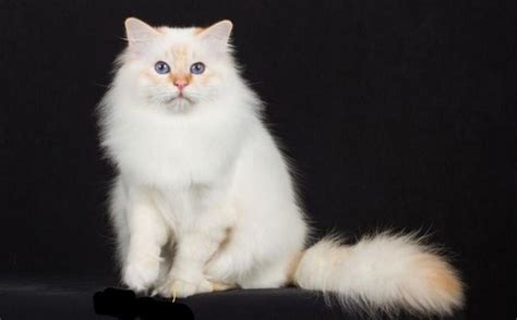 This Cute Birman Cat 🐱 Rcute