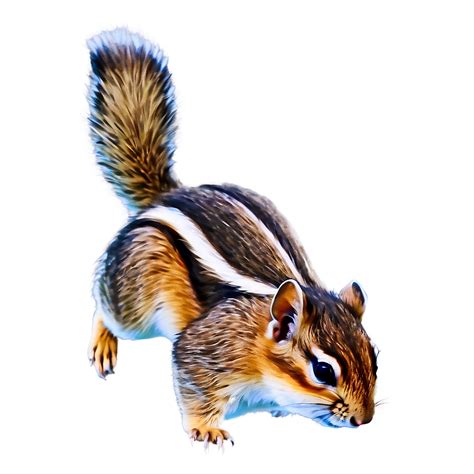 Download Fluffy Chipmunk Tail Png Jve13