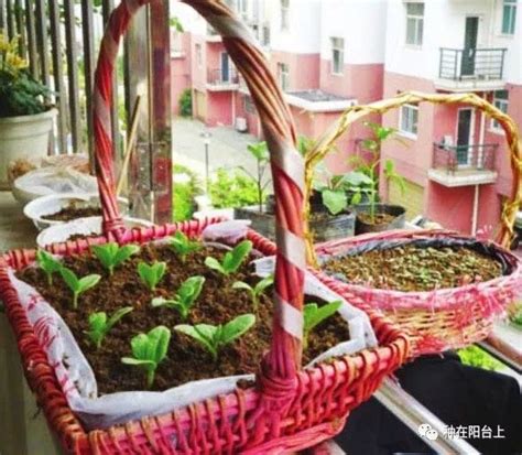 不花钱的种花种菜容器，台友你家里一定有，一分钟即可做成！种植