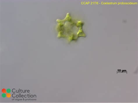 Coelastrum Proboscideum