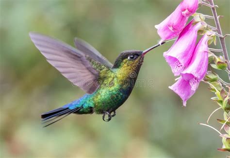 A Side Shot Of A Fiery Throated Hummingbird Feeding On A Foxglove