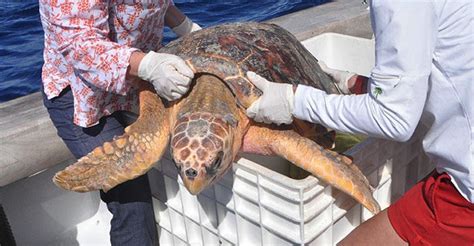 Sea Turtle Released After Dying Twice