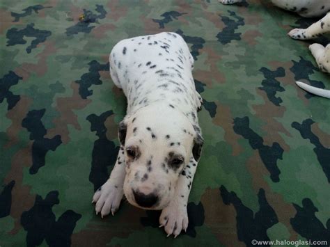 Dalmatinski Pas štene Halo Oglasi