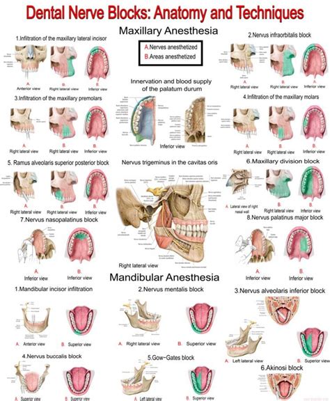 Dental Nerve Blocks Anatomy And Techniques High Resolution Pdf Ready