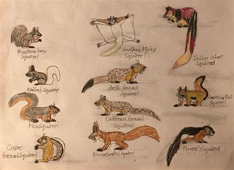 Squirrel Chart By Tythom1999 On Deviantart