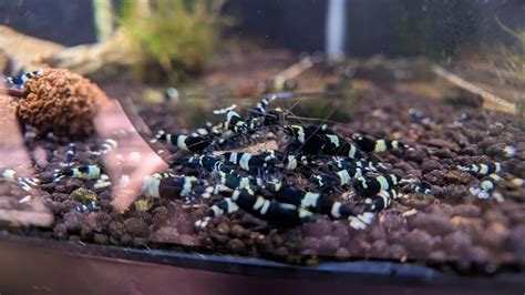 Fs Duluth Mn Homebred Blue Carbon Rilli 400 Black Rose 400 Sunkist 300 Red