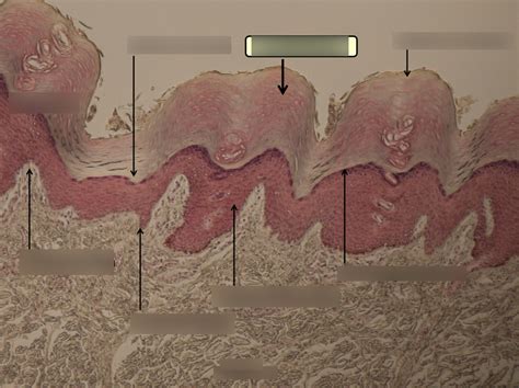 Lab 3 Cornified Skin Slide Diagram Quizlet