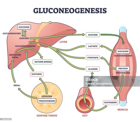 Glycogen Pathway