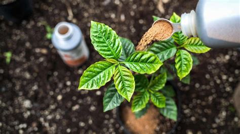 Grow Your Coffee Plant Houseplant Full Care Guide