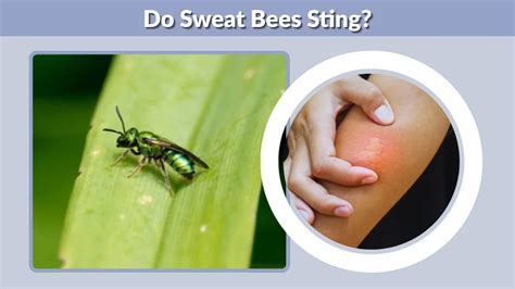 Sweat Bees Identification Sting Facts Nests And Control Guide