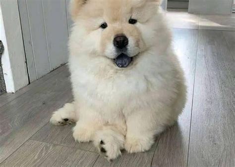 Mini Chow Chow Size Temperament Training Cost And More Chow Chow