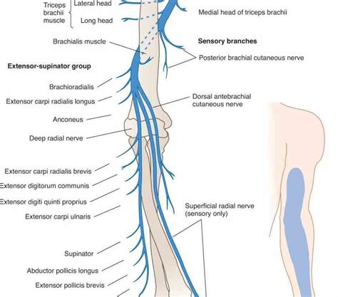 Radial Arm Anatomy At Dane Goodnight Blog