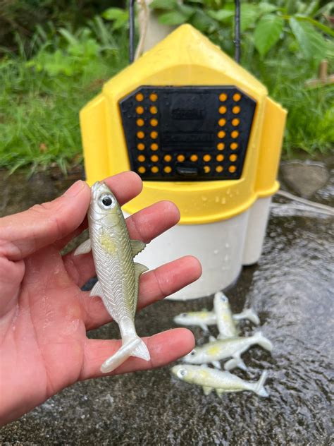 Halalu Big Eye Scad Paddletail Campania Lures