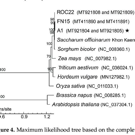 Maximum Likelihood Tree Based On The Complete Mt Genome Sequences Of 11