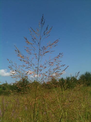 Switchgrass Prairie Plants · Biodiversity4all