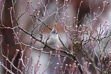 Oak Titmouse Audubon Field Guide