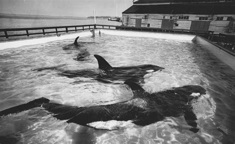 Orca Advocacy Site