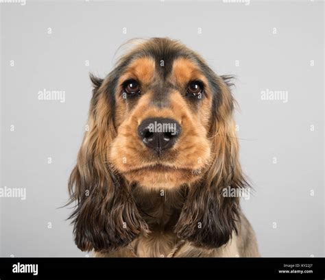 Portrait Of A Male Cocker Spaniel Puppy 8 Months Old In The Uk Stock